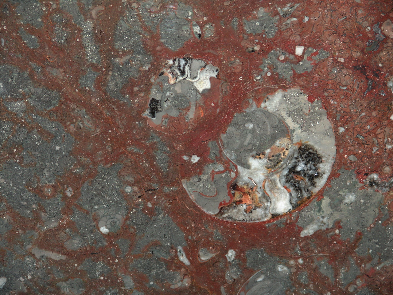 MARBRE AVEC FOSSILES - Top Level Marble